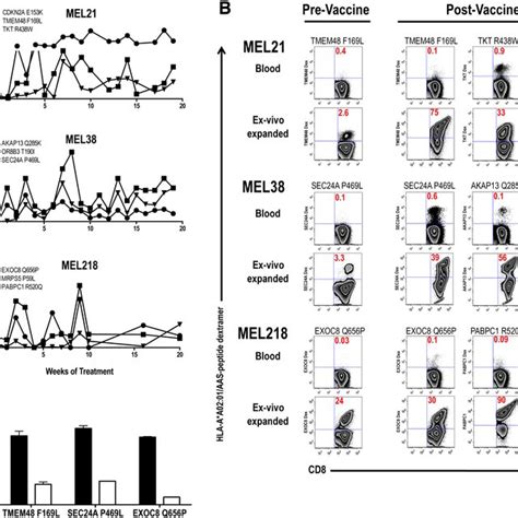 Fig S7 Neoantigen Processing And Presentation A Tandem Mini Gene