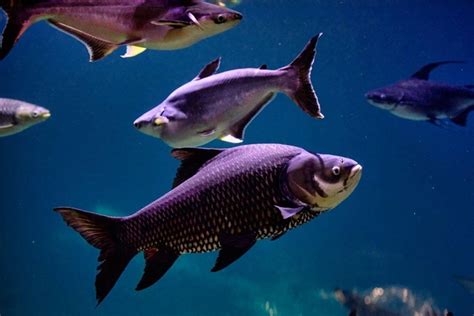 មានអីតែស្រុកគេ ពេលនេះអាងពិព័រណ៌ត្រីទឹកសាប ទឹកប្រៃ និងសត្វព្រៃច្រើនទៀត មាននៅសៀមរាបហើយ