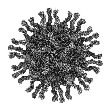 Poliovirus Structure