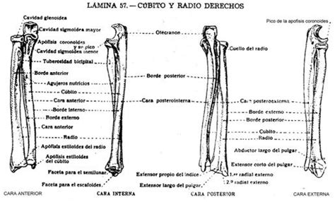 Anatomía General Osteología Página 2