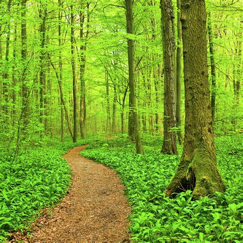 Beech Tree Forest 1 Photograph By Nikada Fine Art America