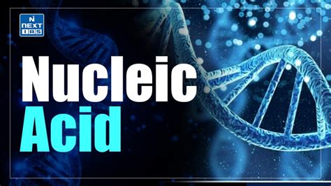 Nucleic Acid About Structure Functions And More