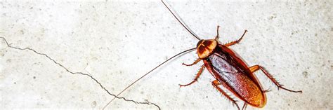 Roach Control By Red Dirt Pest Control