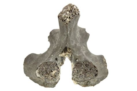 6 Permian Reptile Fossil Vertebral Arch Oklahoma 261330 For Sale