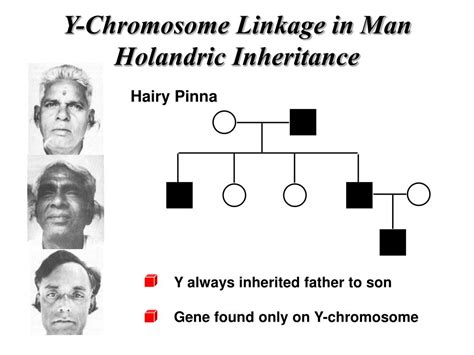 Ppt Sex Determination Powerpoint Presentation Free Download Id6389287