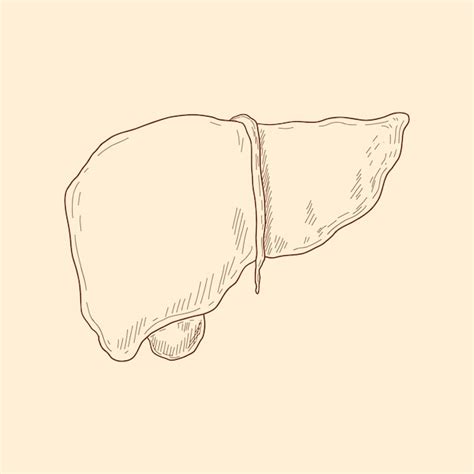 Free Vector Hand Drawn Liver Drawing Illustration