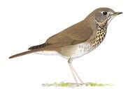 Gray Cheeked Thrush Audubon Field Guide
