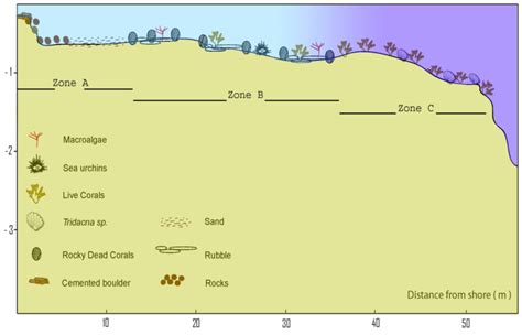 Diagrammatic Cross Section Showing Transect Profile Of The Reef