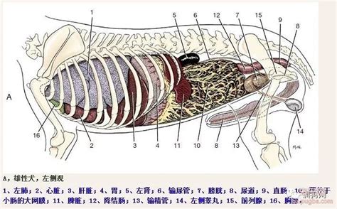 犬的生殖系统解剖结构 千图网