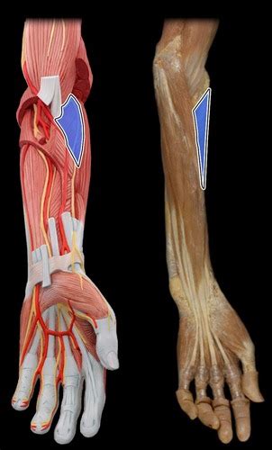 Anatomy Lab Practical 2 Muscles Of The Forearm And Hand Flashcards Quizlet