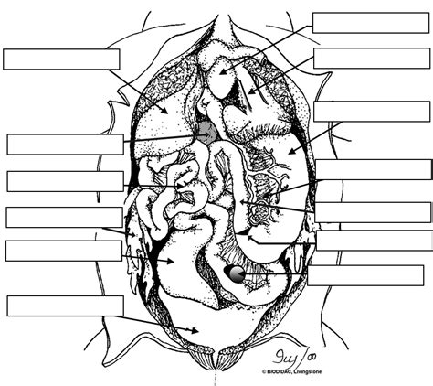 Frog Dissection Bladder