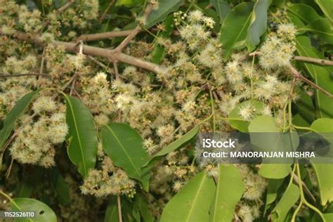 Kuncup Bunga Kecil Yang Harum Dan Bunga Terbuka Syzygium Cumini Umumnya