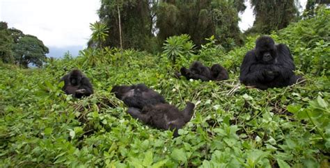 Gorilla Families In Virunga National Park Congo Groups