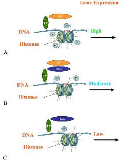 Regulation Of Gene Expression Via Histone Acetylation The Nucleosomal