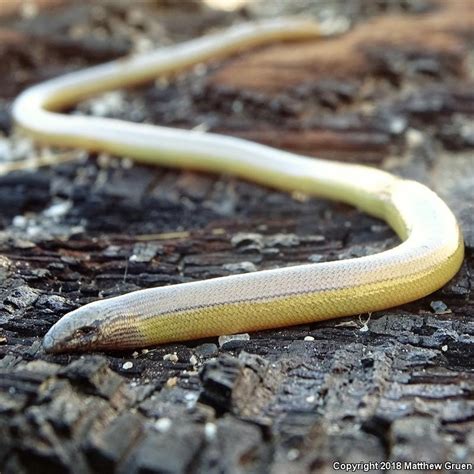 California Legless Lizard Anniella Pulchra