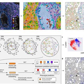 Graph Deep Learning For The Characterization Of Tumour Microenvironments From Spatial Protein