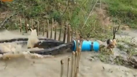 Giant Python Trap जिंदा मुर्गे को चारा बनाकर अजगर को फंसाने वाला यह क्लिप आपके रोएं खड़े कर