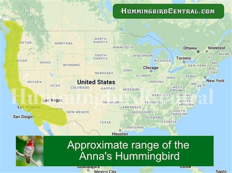 Hummingbird Maps Hummingbird Migration Maps And Hummingbird Breeding