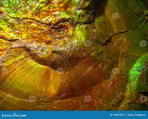 Fossilized Snail Shell Shiny Surface For Background Editorial Photography Image Of Design