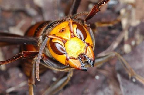 10 Most Dangerous And Poisonous Bees In The World Inews