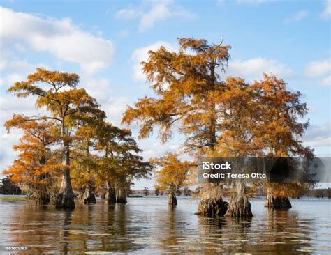 가을 단풍이 있는 햇볕에 쬐인 대머리 사이프러스 나무 그룹 루이지애나에 대한 스톡 사진 및 기타 이미지 루이지애나 주립 공원 텍사스 Istock