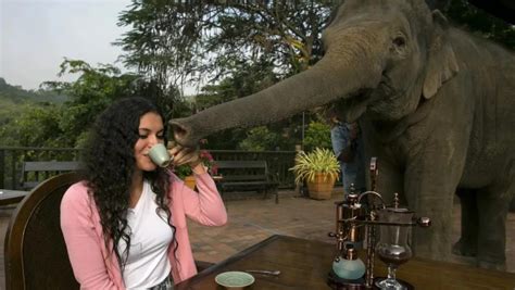 Elephant Dung Coffee The Worlds Most Expensive And Rare Brew