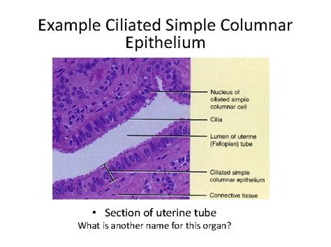 Simple Squamous Epithelium Single Layer Of Flat Cells