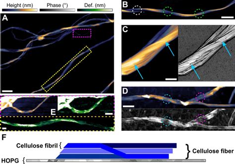 Afm Characterization Of Bacterial Cellulose A B Afm Height Image Of Download Scientific