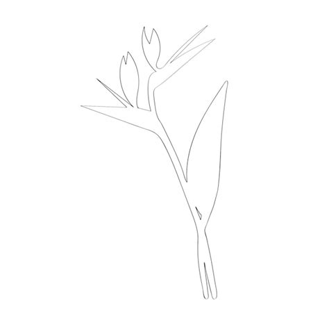 Strelitzia 벡터 스케치 흰색 배경에 고립 된 Strelitzia 꽃의 검은 윤곽선 스케치 Strelitzia 크레인