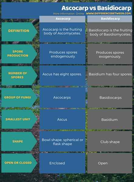 Diferencia Entre Ascocarp Y Basidiocarp Prodiffs