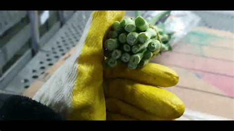 오렌지헤르메스 콜롬비아카네이션 콜롬비아산생화택배꽃싸게사는법대량구매고속터미널꽃시장양재꽃시장 인터넷꽃도매시장 Youtube