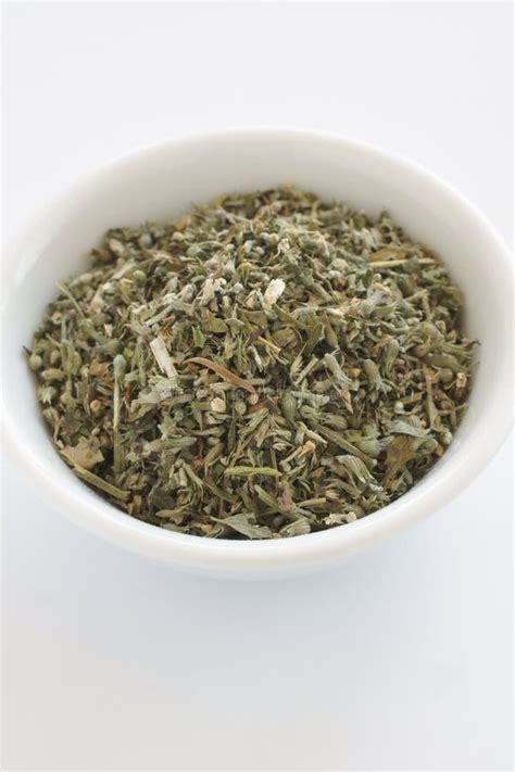 Catnip Stock Image Image Of Drug Weed Cataria Catswort 42260075