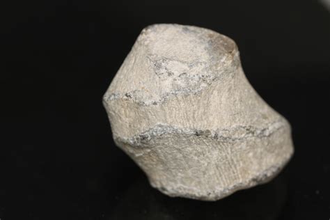 Bone Pseudofossil Fossil ID The Fossil Forum Bone Pseudofossil Fossil ID The Fossil Forum