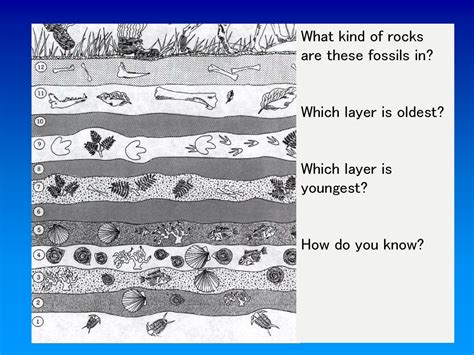 Geologic History Fossils And Relative Dating Ppt Download