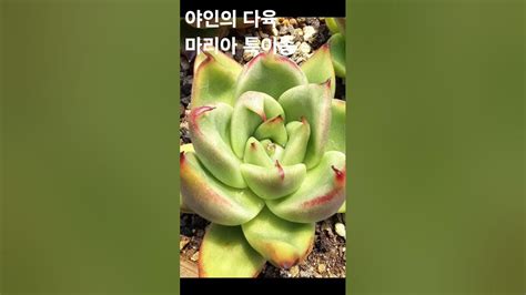 손톱 꼬불 특이한 이쁜이 ~ 빈예서 파종이 실생 다육 다유기 다육이 다육식물 반려식물 다육판매 다육이판매 다육이키우기 다육인스타그램 매혹이 청주