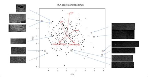 Figure E Principal Component Analysis Pca Bi Plot Showing The Scores