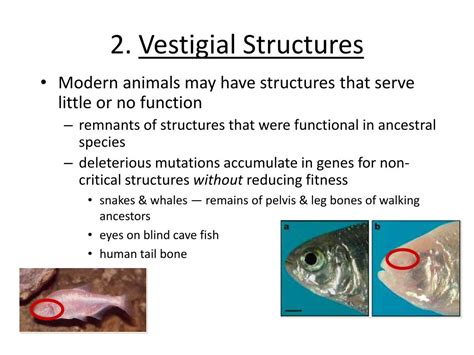 Ppt The Evolutionary Theories Of Lamarck And Darwin A Comparative Analysis Powerpoint