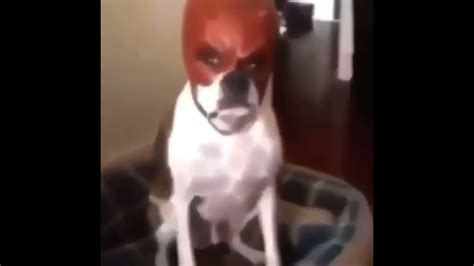 Dog With Daredevil Mask Meme Tiktok Youtube