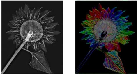 Directional Edge Detection Of A Sunflower Using Page In Phycv For Download Scientific Diagram