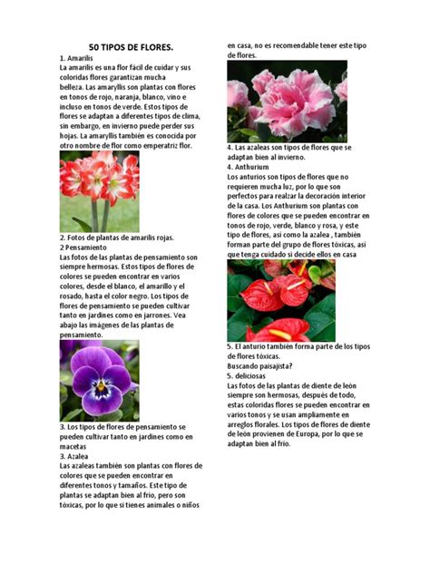 Rosas Tipos De Flores Con Sus Nombres