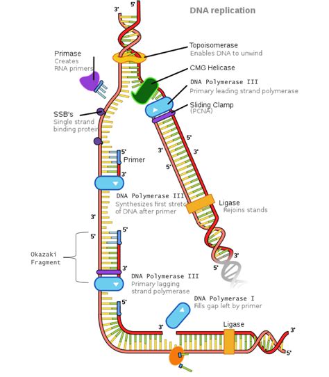 DNA Replication The Definitive Guide Biology Dictionary