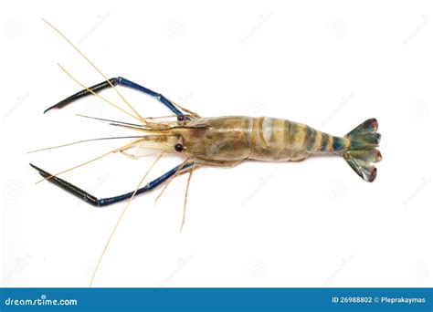 Freshwater Prawn