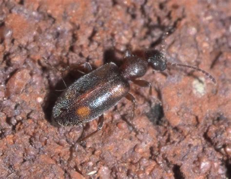 Catalogue Of Organisms The Ant Like Beetles