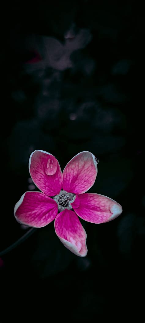Black With Pink Flowers Wallpaper