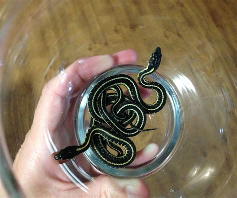 Best 11 Garter Snake Care The Ultimate Guide For Pet Owners Artofit
