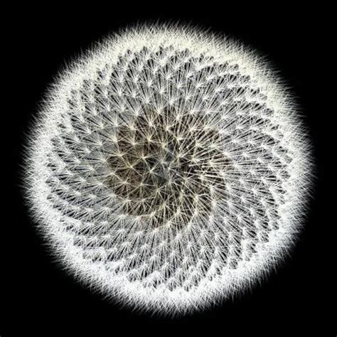 Images About Fractals In Nature On Pinterest