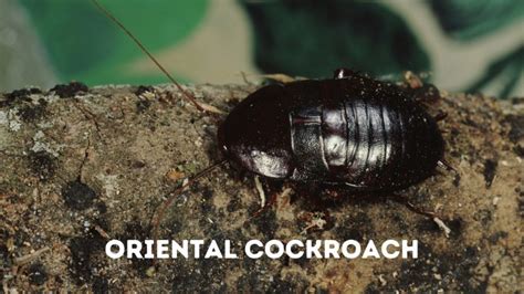 How To Identify Common Cockroaches Types And Photos Pest Samurai