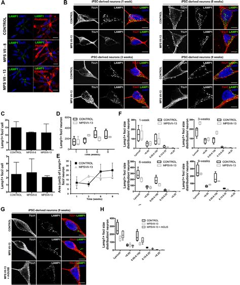 Lysosome Structural Alteration In Mps Vii Npcs And Neurons A