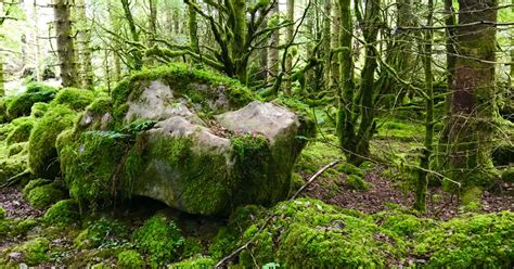 The Druids And ‘shrooms Of Ireland The Irish Pagan School