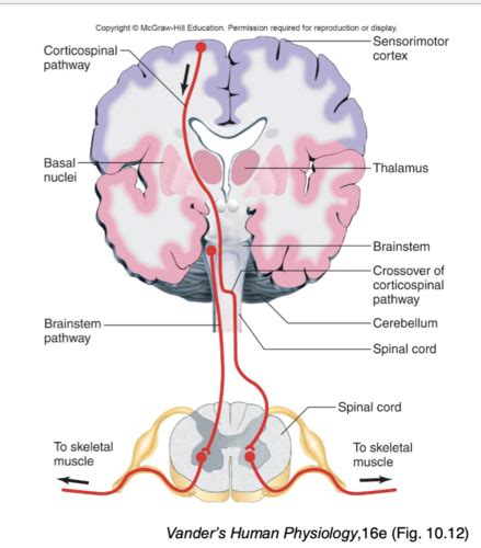 Skeletal Muscle Physiology Flashcards Quizlet